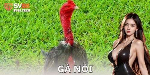 Chon lua va huan luyen ga noi - Gifyu